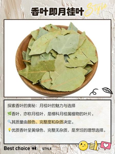 香叶树怎么种_香叶树种植方法-第3张图片-山城妙识 香叶树怎么种_香叶树种植方法-第3张图片-山城妙识