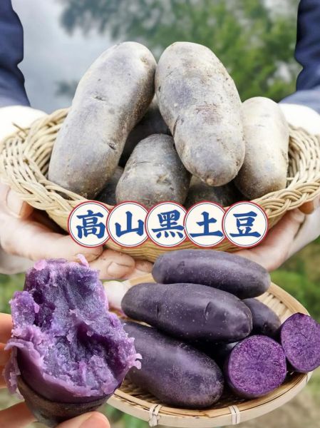 黑土豆为什么很少见_黑土豆市场缺货原因-第3张图片-山城妙识 黑土豆为什么很少见_黑土豆市场缺货原因-第3张图片-山城妙识