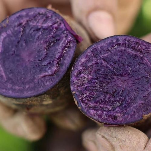 黑土豆为什么很少见_黑土豆市场缺货原因-第1张图片-山城妙识 黑土豆为什么很少见_黑土豆市场缺货原因-第1张图片-山城妙识