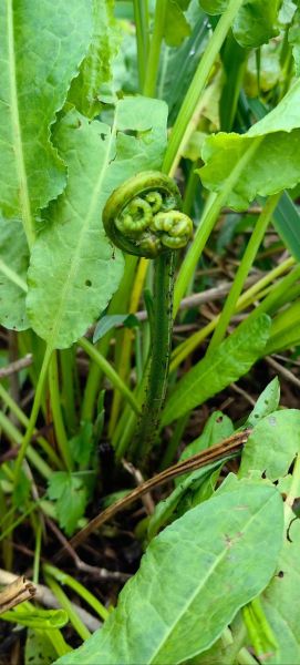 野菜大全图片和名字_有哪些可以吃的野菜-第1张图片-山城妙识 野菜大全图片和名字_有哪些可以吃的野菜-第1张图片-山城妙识