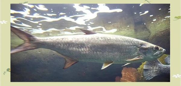 鳡鱼为什么能灭一湖鱼_鳡鱼生态危害有多大-第3张图片-山城妙识