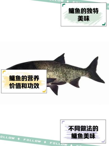 鳙鱼刺多吗_适合老人小孩吃吗-第1张图片-山城妙识 鳙鱼刺多吗_适合老人小孩吃吗-第1张图片-山城妙识