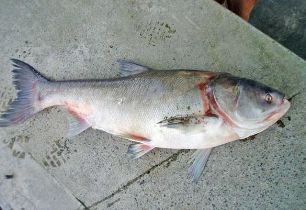 鳙鱼刺多吗_适合老人小孩吃吗-第3张图片-山城妙识 鳙鱼刺多吗_适合老人小孩吃吗-第3张图片-山城妙识