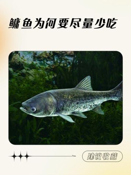 鳙鱼刺多吗_适合老人小孩吃吗-第2张图片-山城妙识 鳙鱼刺多吗_适合老人小孩吃吗-第2张图片-山城妙识