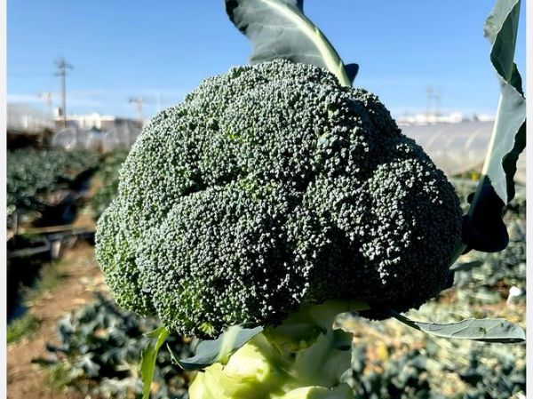 西兰花图片大全大图_西兰花高清图哪里找-第2张图片-山城妙识 西兰花图片大全大图_西兰花高清图哪里找-第2张图片-山城妙识