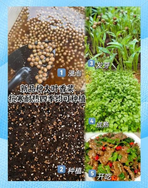 四季香菜怎么种_四季香菜种植时间-第1张图片-山城妙识