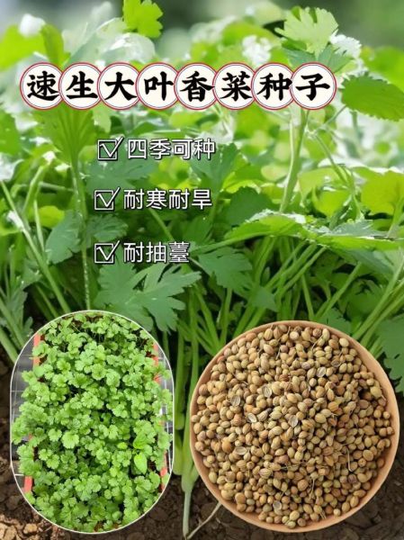 四季香菜怎么种_四季香菜种植时间-第2张图片-山城妙识