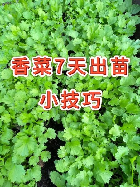 四季香菜怎么种_四季香菜种植时间-第3张图片-山城妙识