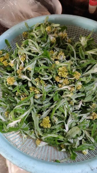 鼠曲草粑粑怎么做_鼠曲草粑粑的做法窍门-第1张图片-山城妙识 鼠曲草粑粑怎么做_鼠曲草粑粑的做法窍门-第1张图片-山城妙识