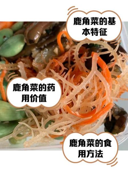 鹿角菜的热量是多少_鹿角菜减肥能吃吗-第2张图片-山城妙识 鹿角菜的热量是多少_鹿角菜减肥能吃吗-第2张图片-山城妙识