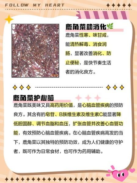 鹿角菜的热量是多少_鹿角菜减肥能吃吗-第1张图片-山城妙识 鹿角菜的热量是多少_鹿角菜减肥能吃吗-第1张图片-山城妙识