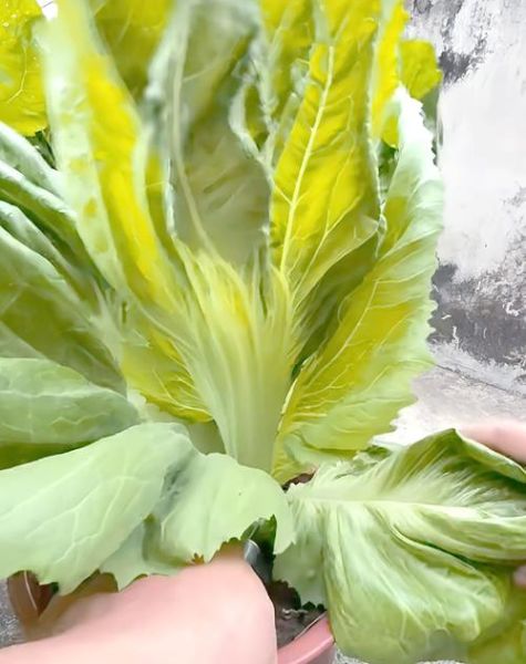 香芥菜是什么_香芥菜怎么吃-第1张图片-山城妙识