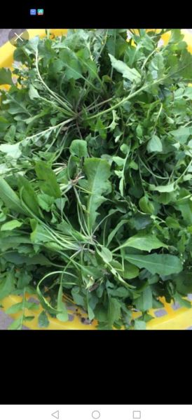 香芥菜是什么_香芥菜怎么吃-第3张图片-山城妙识