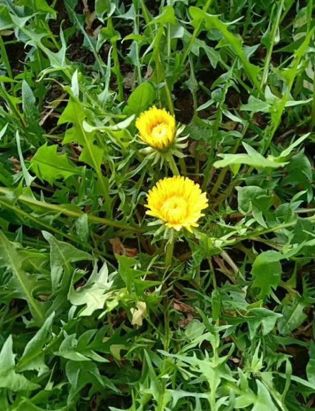 蒲公英泡水喝的功效与作用_蒲公英根茶怎么喝最好-第2张图片-山城妙识 蒲公英泡水喝的功效与作用_蒲公英根茶怎么喝最好-第2张图片-山城妙识