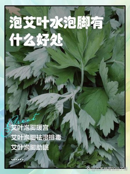 艾叶泡脚有什么好处_艾叶的副作用和禁忌有哪些-第1张图片-山城妙识 艾叶泡脚有什么好处_艾叶的副作用和禁忌有哪些-第1张图片-山城妙识