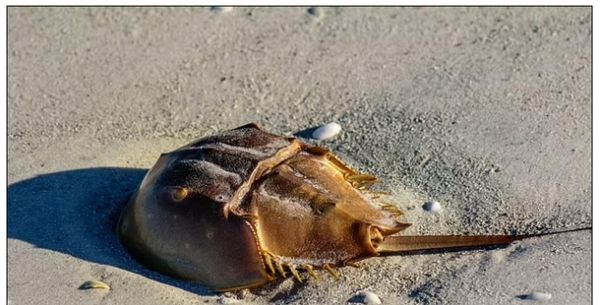 马蹄蟹是保护动物吗_马蹄蟹和鲎的区别-第3张图片-山城妙识