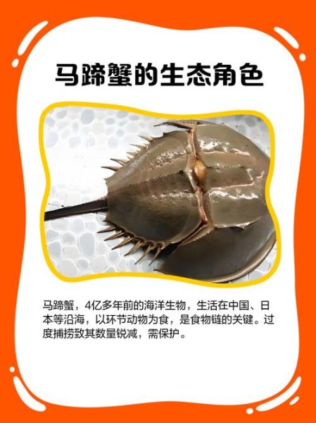 马蹄蟹是保护动物吗_马蹄蟹和鲎的区别-第1张图片-山城妙识