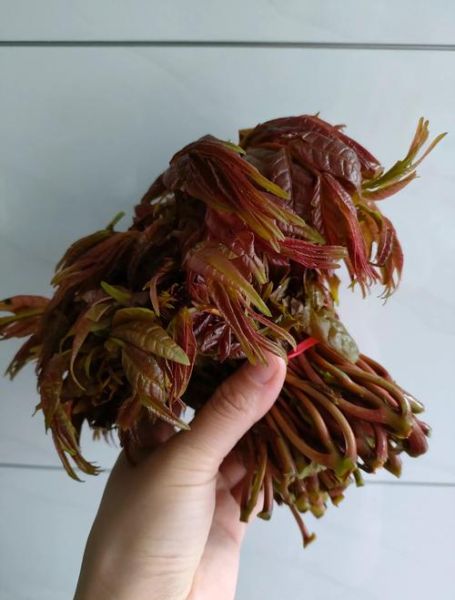 香椿怎么吃最好凉菜_香椿凉拌做法大全-第1张图片-山城妙识 香椿怎么吃最好凉菜_香椿凉拌做法大全-第1张图片-山城妙识