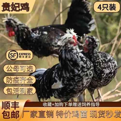 贵妃鸡苗价格多少钱一只_贵妃鸡苗养殖技术要点-第3张图片-山城妙识 贵妃鸡苗价格多少钱一只_贵妃鸡苗养殖技术要点-第3张图片-山城妙识