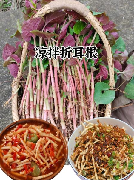 鱼腥草怎么吃治咳嗽_鱼腥草治咳嗽的做法-第3张图片-山城妙识 鱼腥草怎么吃治咳嗽_鱼腥草治咳嗽的做法-第3张图片-山城妙识