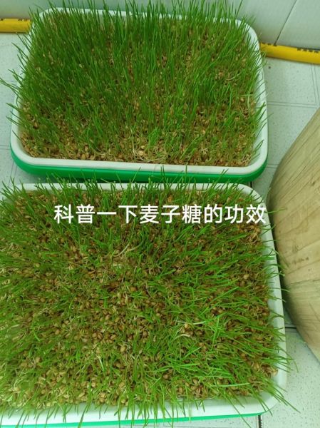 麦芽糖糖尿病人能吃吗_麦芽糖升糖指数高吗-第2张图片-山城妙识 麦芽糖糖尿病人能吃吗_麦芽糖升糖指数高吗-第2张图片-山城妙识