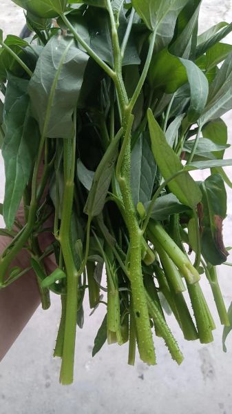 空心菜女人不宜吃_经期能吃空心菜吗-第2张图片-山城妙识 空心菜女人不宜吃_经期能吃空心菜吗-第2张图片-山城妙识