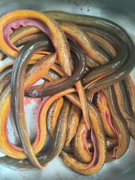 野生黄鳝吃什么食物_野生黄鳝喜欢吃什么-第1张图片-山城妙识 野生黄鳝吃什么食物_野生黄鳝喜欢吃什么-第1张图片-山城妙识