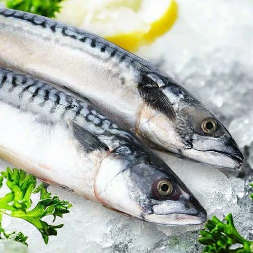 青占鱼和马鲛鱼的区别_哪个更好吃-第1张图片-山城妙识 青占鱼和马鲛鱼的区别_哪个更好吃-第1张图片-山城妙识