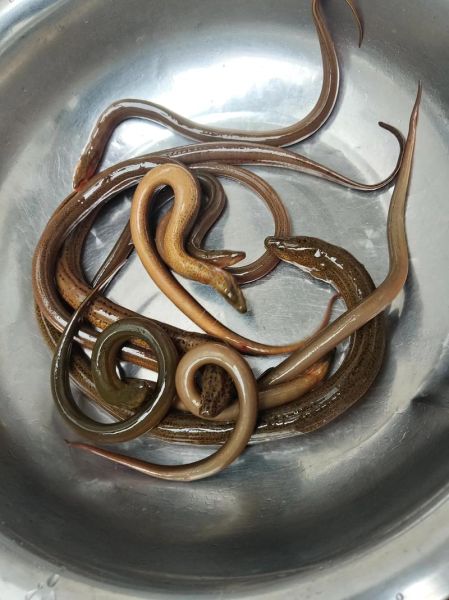 野生黄鳝吃什么食物_野生黄鳝喜欢吃什么-第3张图片-山城妙识 野生黄鳝吃什么食物_野生黄鳝喜欢吃什么-第3张图片-山城妙识