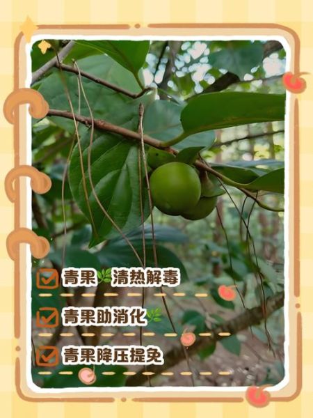 青果是什么_青果的功效与作用-第3张图片-山城妙识