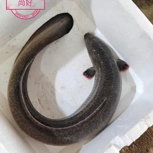 鲈鳗鱼怎么做好吃_鲈鳗鱼的家常做法-第1张图片-山城妙识 鲈鳗鱼怎么做好吃_鲈鳗鱼的家常做法-第1张图片-山城妙识