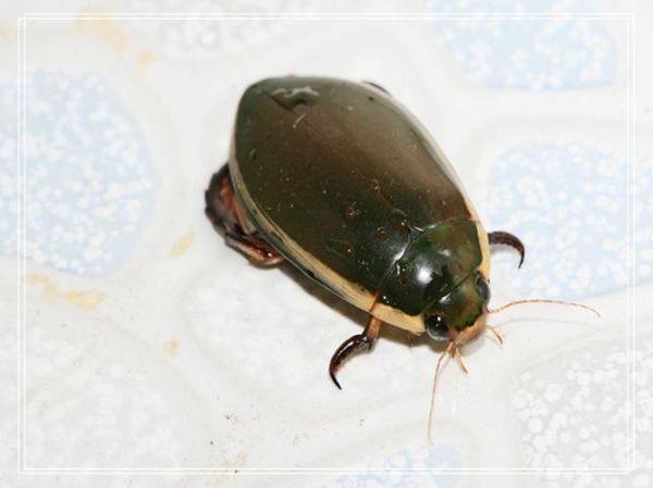 龙虱幼虫长什么样_龙虱幼虫吃什么-第3张图片-山城妙识 龙虱幼虫长什么样_龙虱幼虫吃什么-第3张图片-山城妙识