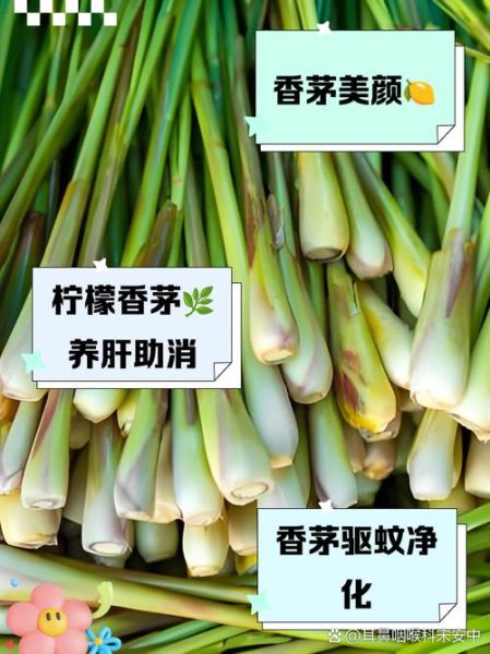 柠檬草怎么种_柠檬草的功效与作用-第1张图片-山城妙识 柠檬草怎么种_柠檬草的功效与作用-第1张图片-山城妙识