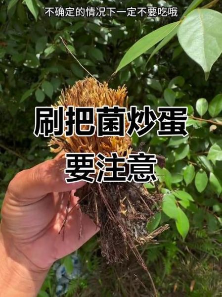 鲜蘑炒鸡蛋会不会中毒_鲜蘑炒鸡蛋中毒原因-第3张图片-山城妙识 鲜蘑炒鸡蛋会不会中毒_鲜蘑炒鸡蛋中毒原因-第3张图片-山城妙识