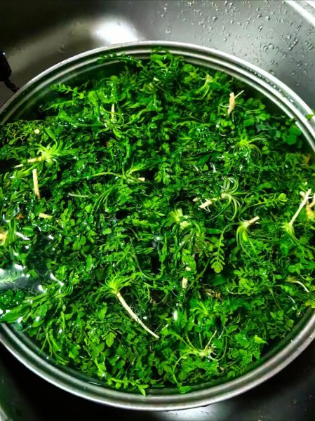 荠菜水饺怎么调馅才鲜嫩_荠菜水饺需要焯水吗-第1张图片-山城妙识 荠菜水饺怎么调馅才鲜嫩_荠菜水饺需要焯水吗-第1张图片-山城妙识