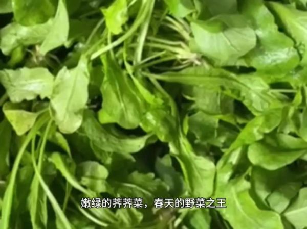 荠菜水饺怎么调馅才鲜嫩_荠菜水饺需要焯水吗-第2张图片-山城妙识 荠菜水饺怎么调馅才鲜嫩_荠菜水饺需要焯水吗-第2张图片-山城妙识