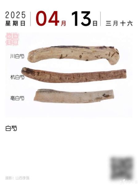 白芍图片大全大图_如何辨别真假白芍-第1张图片-山城妙识 白芍图片大全大图_如何辨别真假白芍-第1张图片-山城妙识