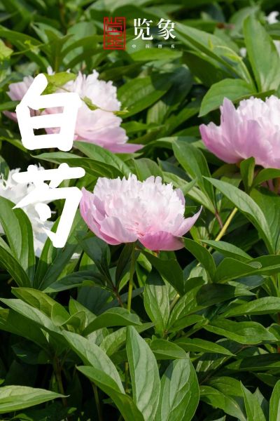 白芍图片大全大图_如何辨别真假白芍-第3张图片-山城妙识 白芍图片大全大图_如何辨别真假白芍-第3张图片-山城妙识