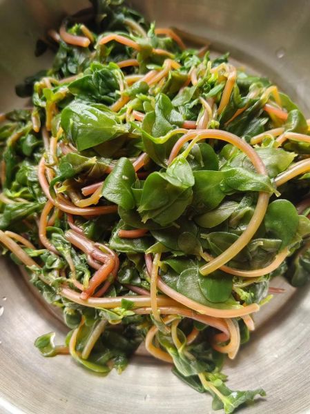 马齿苋怎么吃_马齿苋的吃法大全-第1张图片-山城妙识 马齿苋怎么吃_马齿苋的吃法大全-第1张图片-山城妙识