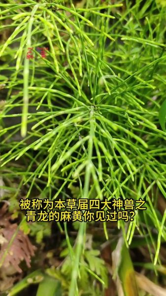 麻黄草图片长什么样_麻黄草和麻黄的区别-第1张图片-山城妙识 麻黄草图片长什么样_麻黄草和麻黄的区别-第1张图片-山城妙识
