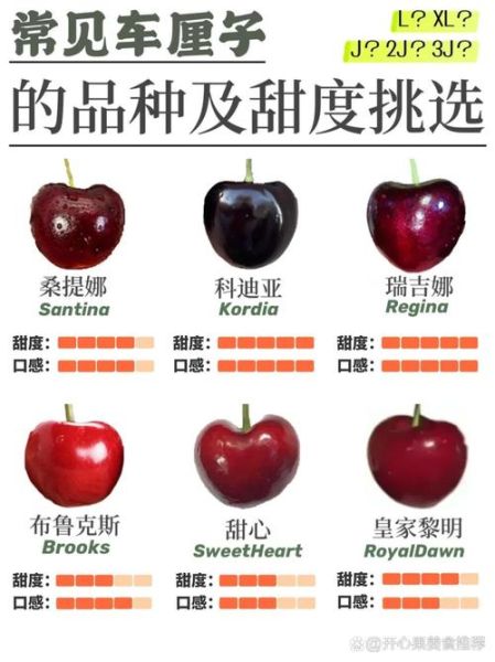 车厘子和樱桃的区别_哪个营养价值更高-第2张图片-山城妙识 车厘子和樱桃的区别_哪个营养价值更高-第2张图片-山城妙识