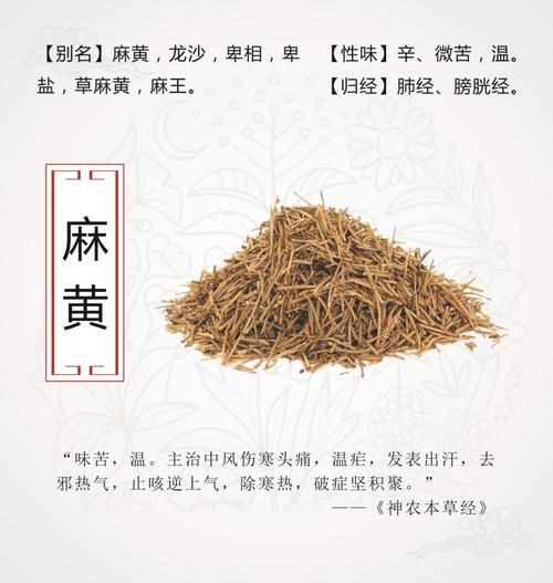 麻黄草图片长什么样_麻黄草和麻黄的区别-第3张图片-山城妙识 麻黄草图片长什么样_麻黄草和麻黄的区别-第3张图片-山城妙识