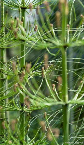 麻黄草图片长什么样_麻黄草和麻黄的区别-第2张图片-山城妙识 麻黄草图片长什么样_麻黄草和麻黄的区别-第2张图片-山城妙识