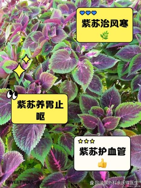 紫苏的功效与作用_紫苏怎么吃效果最好-第2张图片-山城妙识 紫苏的功效与作用_紫苏怎么吃效果最好-第2张图片-山城妙识