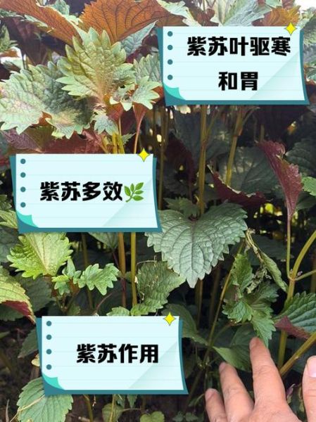 紫苏的功效与作用_紫苏怎么吃效果最好-第3张图片-山城妙识 紫苏的功效与作用_紫苏怎么吃效果最好-第3张图片-山城妙识