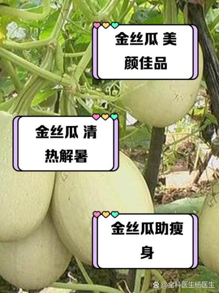 金丝瓜可以生吃吗_生吃金丝瓜安全吗-第1张图片-山城妙识 金丝瓜可以生吃吗_生吃金丝瓜安全吗-第1张图片-山城妙识