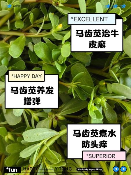 马齿苋治白发真的有用吗_马齿苋治白发怎么做-第1张图片-山城妙识 马齿苋治白发真的有用吗_马齿苋治白发怎么做-第1张图片-山城妙识