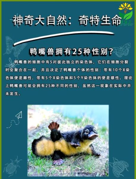 鸭嘴兽是什么动物_鸭嘴兽有毒吗-第2张图片-山城妙识 鸭嘴兽是什么动物_鸭嘴兽有毒吗-第2张图片-山城妙识