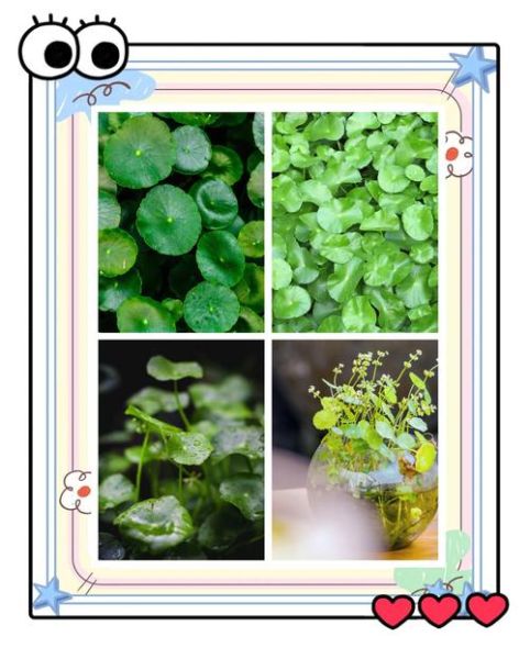 金钱草和铜钱草的区别_哪个更适合室内养-第1张图片-山城妙识 金钱草和铜钱草的区别_哪个更适合室内养-第1张图片-山城妙识