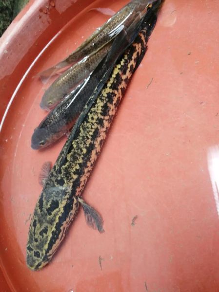 黑鱼多少钱一斤_黑鱼价格受哪些因素影响-第1张图片-山城妙识 黑鱼多少钱一斤_黑鱼价格受哪些因素影响-第1张图片-山城妙识